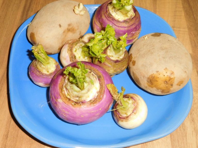 Sladka repa - OblizniPrste.si