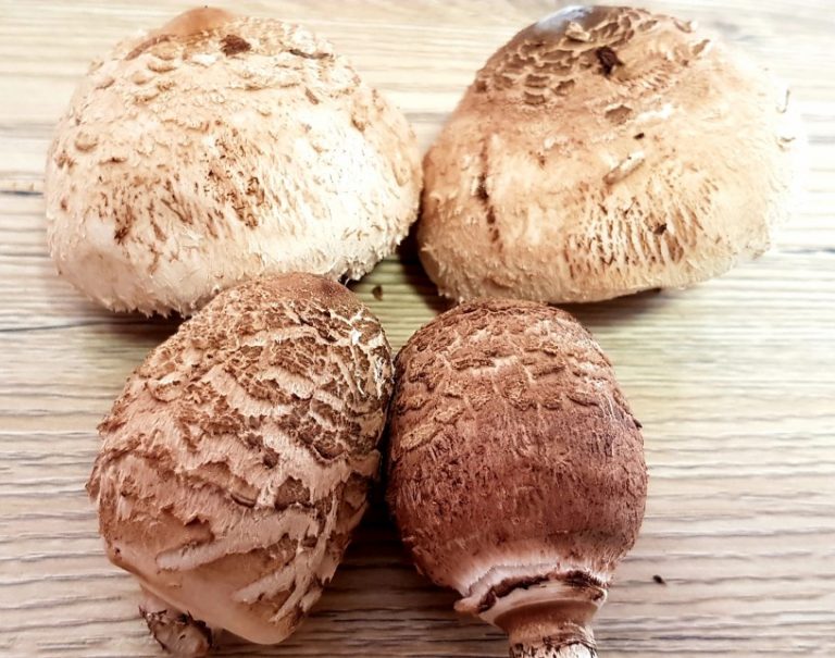 Polnjene dežnikarice (marele) pohane v pečici - OblizniPrste.si